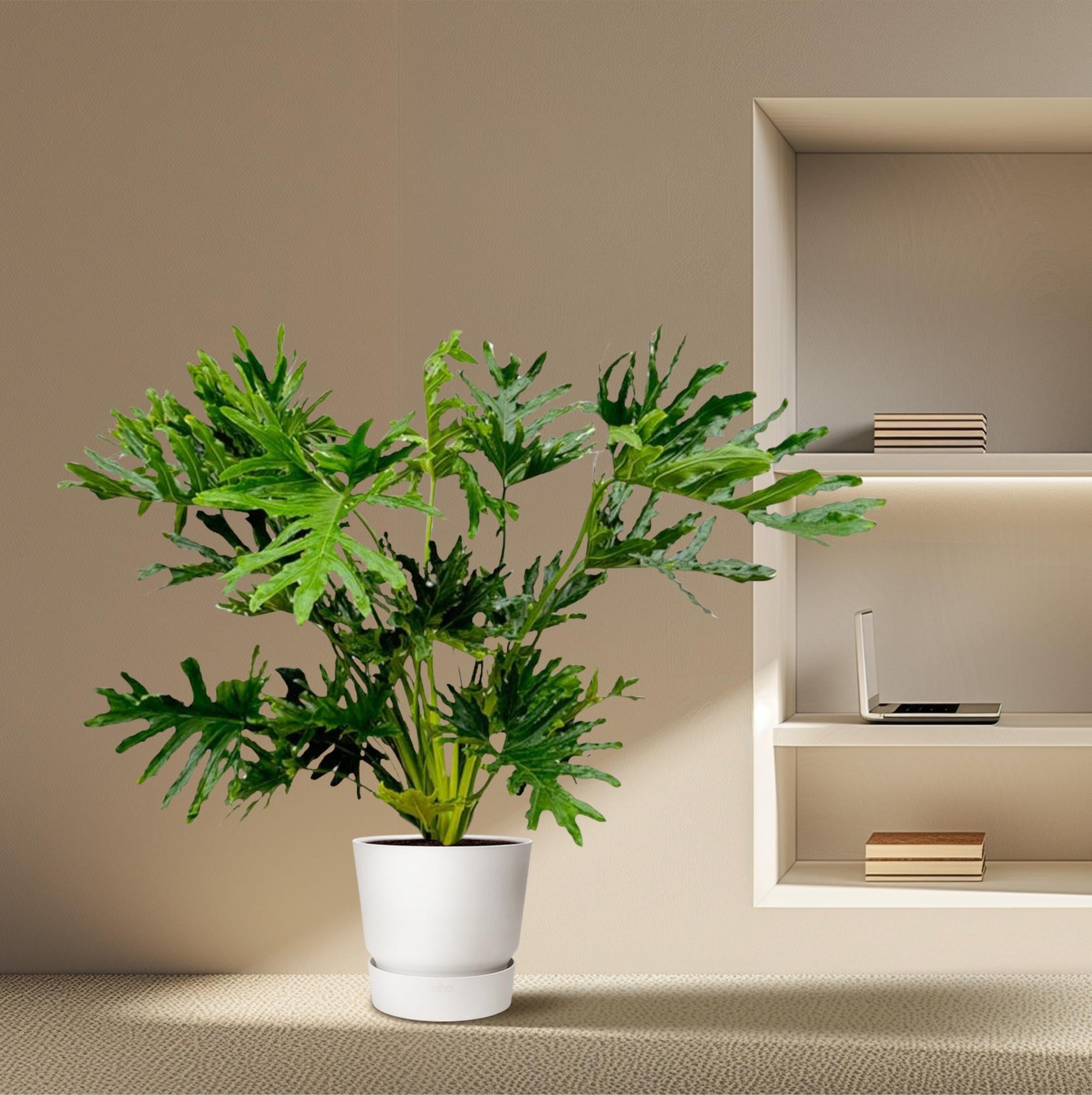 Office Plants — Low Maintenance Indoor Plants for Work – Plant Gift